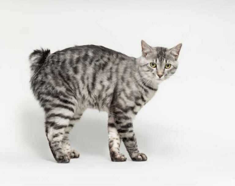 10 Rarest Cat Breeds In The World – Maine Coon Central