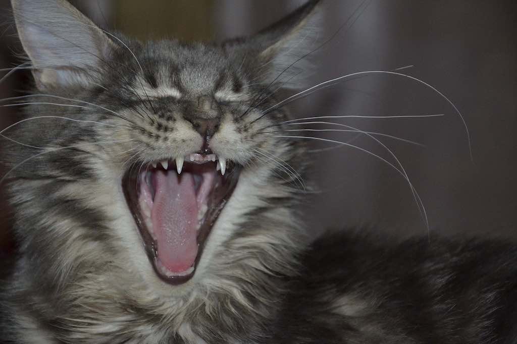Maine Coon Teeth Problems – Maine Coon Central