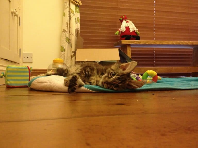 Barivel: The Longest Domestic Cat – Maine Coon Central