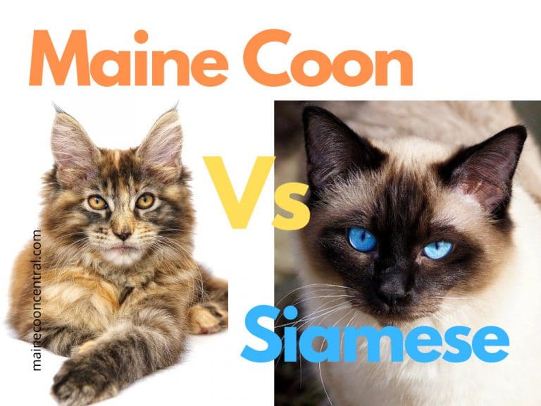 Maine Coon Vs Regular Cat Differences – Maine Coon Central
