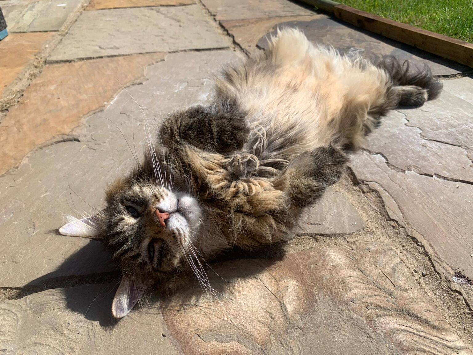 21 Things To Know About Maine Coons – Maine Coon Central