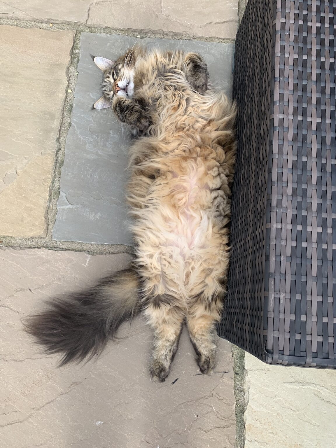 Maine Coon Vs Regular Cat Differences – Maine Coon Central