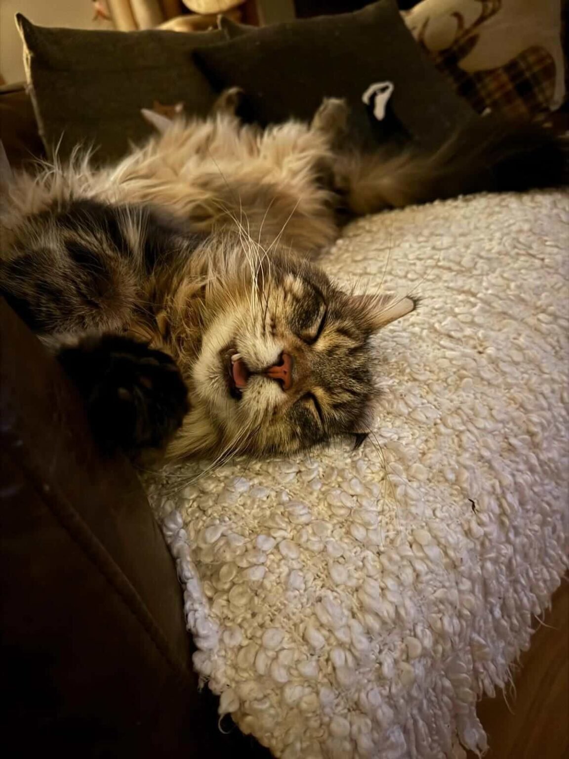 Barivel: The Longest Domestic Cat – Maine Coon Central