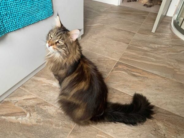 Tabby Maine Coon: Complete Guide – Maine Coon Central