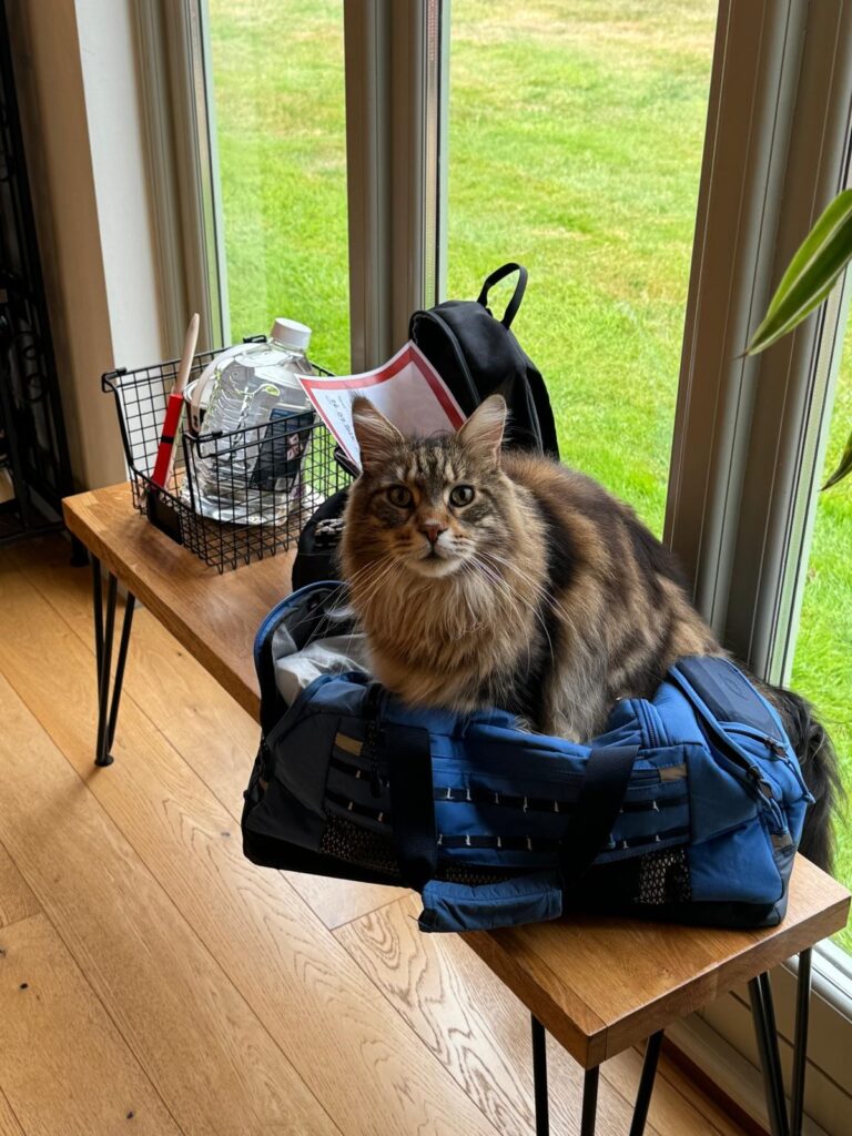 Why Maine Coons Look Like Actor Ron Perlman Maine Coon Central