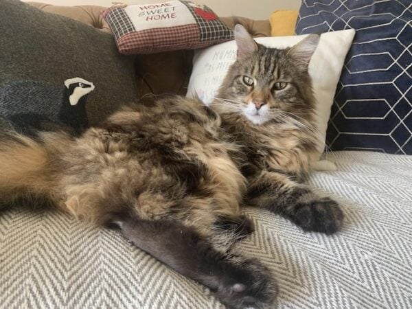 25 Jaw-Dropping Differences Between Maine Coons And Regular Cats You’ve ...