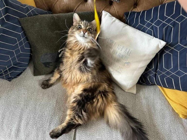 The Shocking Hunting Instinct Of Maine Coons – Maine Coon Central