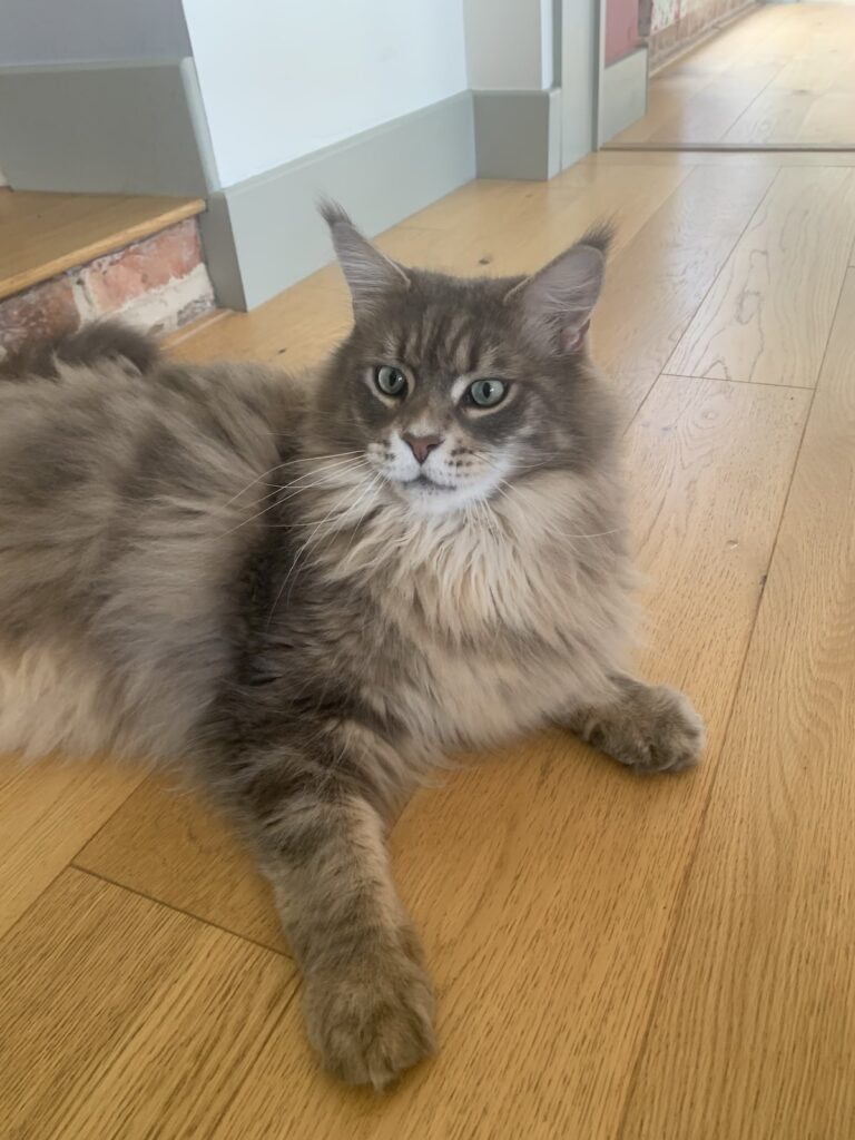 Why Maine Coons Look Like Actor Ron Perlman! – Maine Coon Central