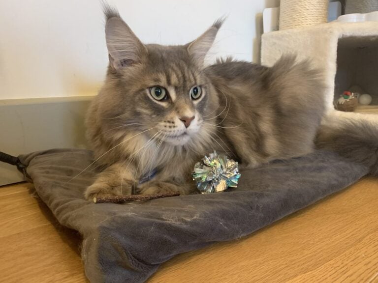 Why Maine Coons Look Like Actor Ron Perlman! – Maine Coon Central