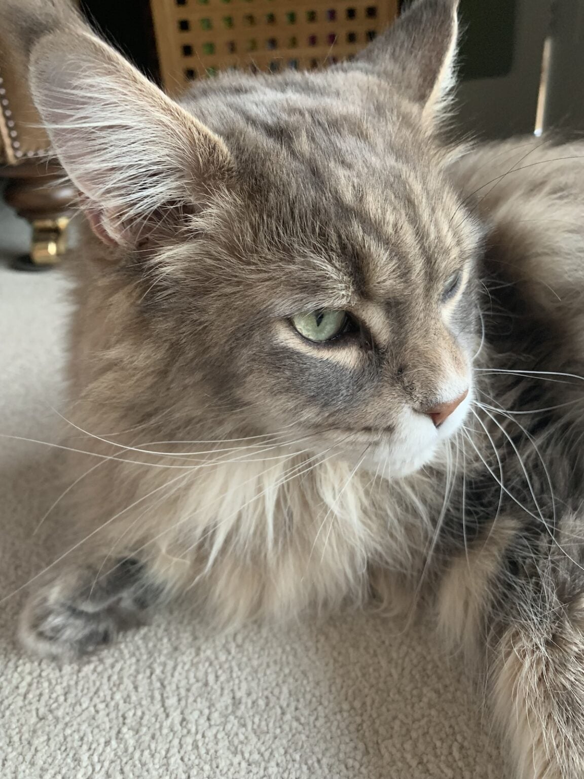 Maine Coon Kittens For Sale In Canada – Maine Coon Central