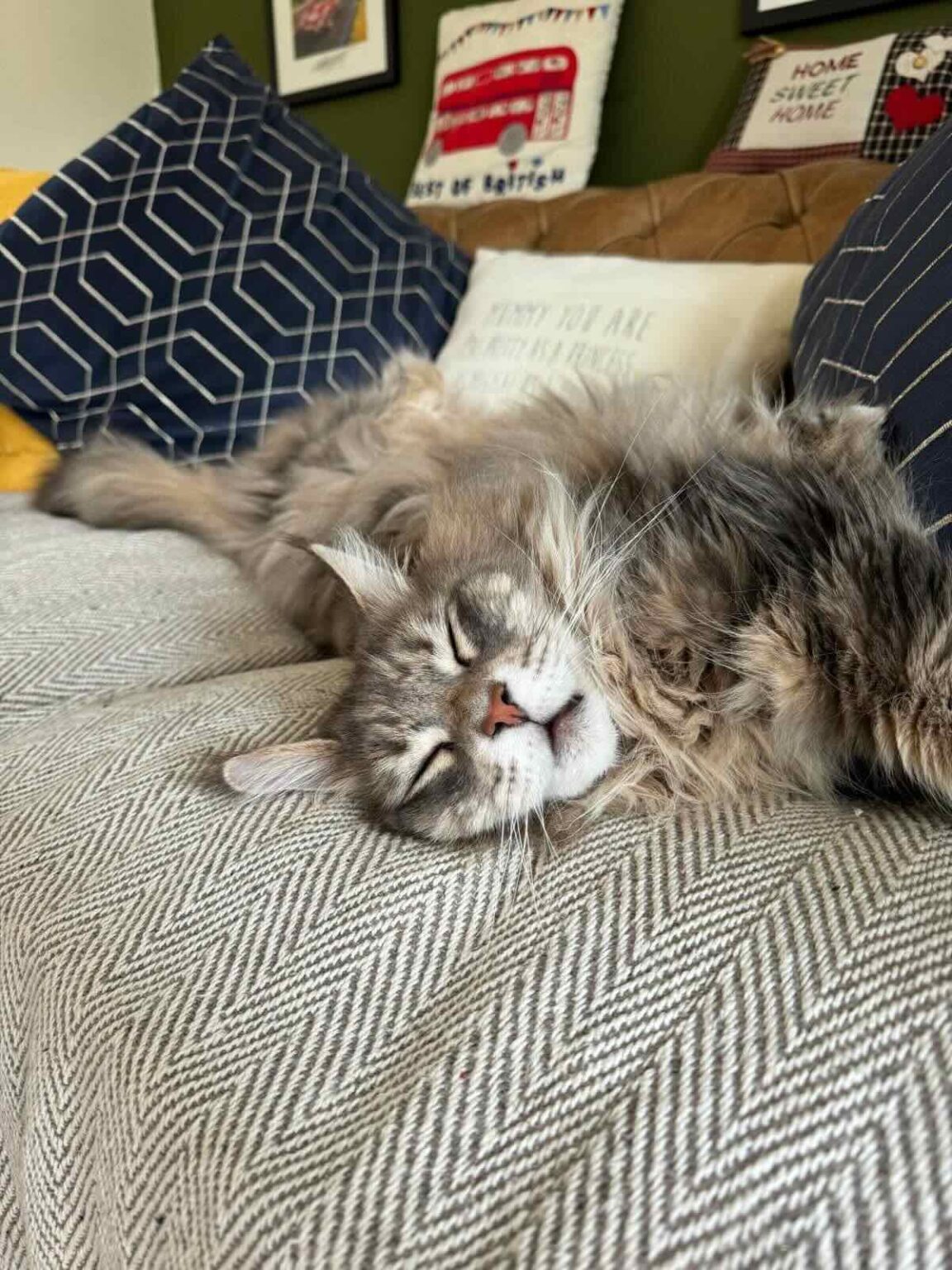 How To Tell If Your Cat Is Part Maine Coon – Maine Coon Central