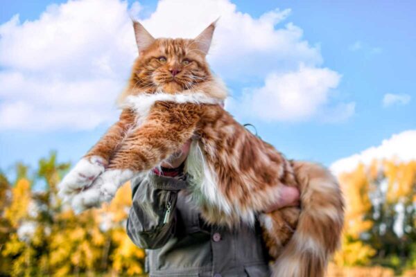 Why Maine Coons Look Like Actor Ron Perlman! – Maine Coon Central