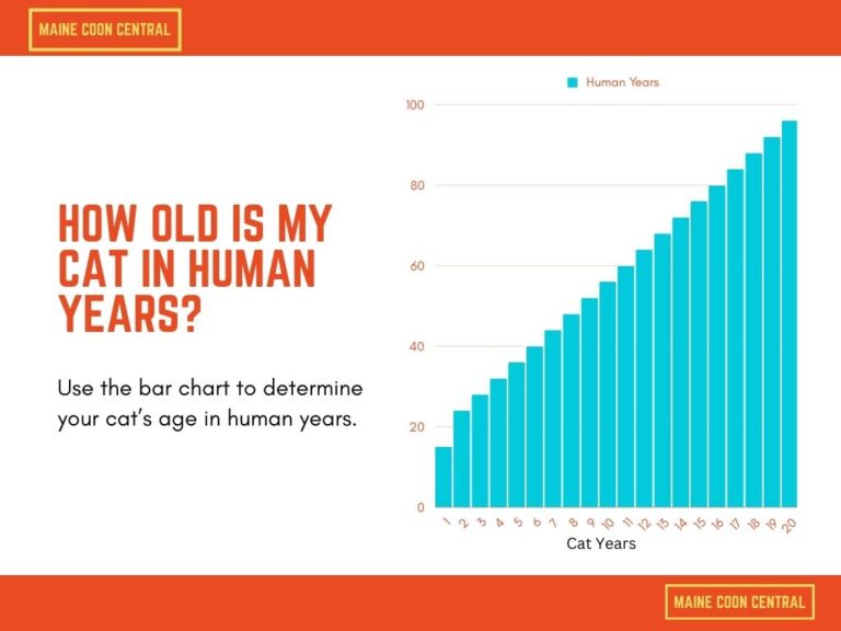 Cat Age Calculator – Maine Coon Central