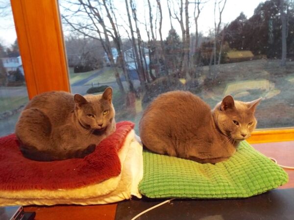 Feline Expert Explains How To Socialize A Kitten – Maine Coon Central