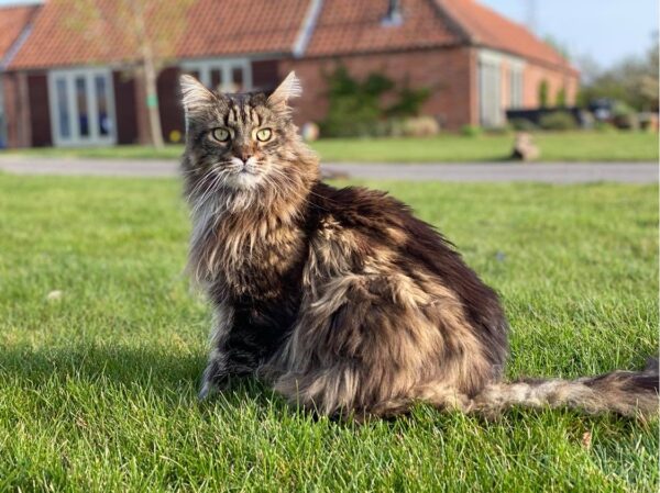 Tabby Maine Coon Cats: Colors, Personality, Care Needs & Real-Life ...