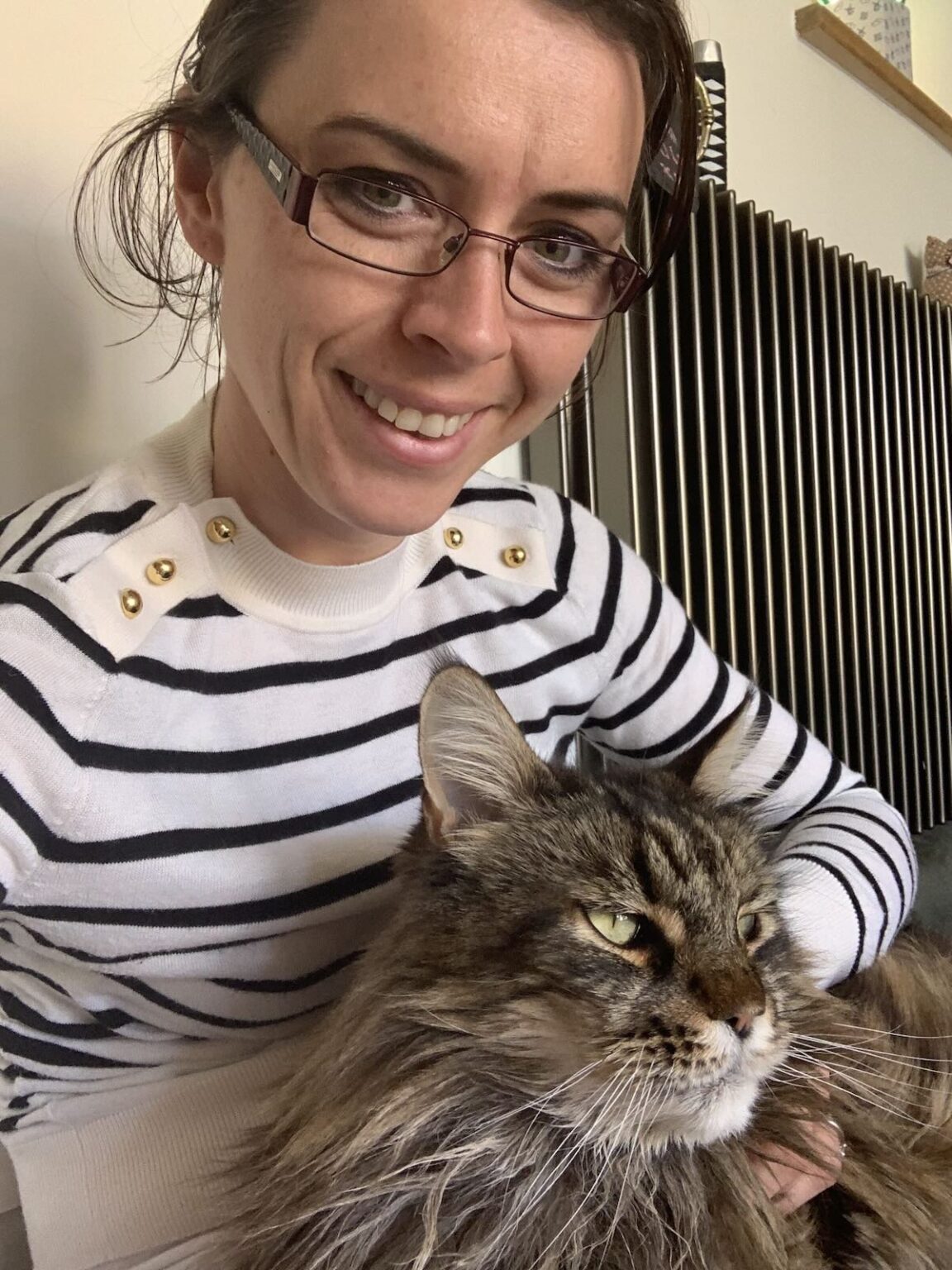 Maine Coon Vs Regular Cat Differences – Maine Coon Central