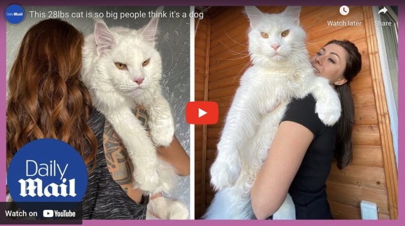 Kefir: The White Russian Cat Who People Mistake For A Dog! – Maine Coon ...