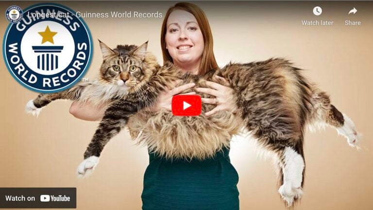 12 Biggest Maine Coon Cats In The World - Maine Coon Central