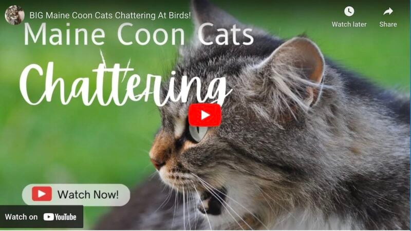 Maine Coon Chuffing – Maine Coon Central