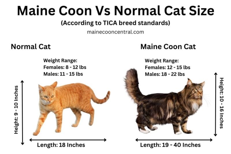 Maine Coon Cat Size Vs Normal Cats – Maine Coon Central
