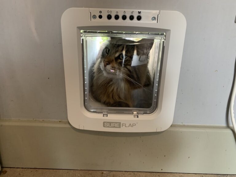 Maine Coon Vs Regular Cat Differences – Maine Coon Central