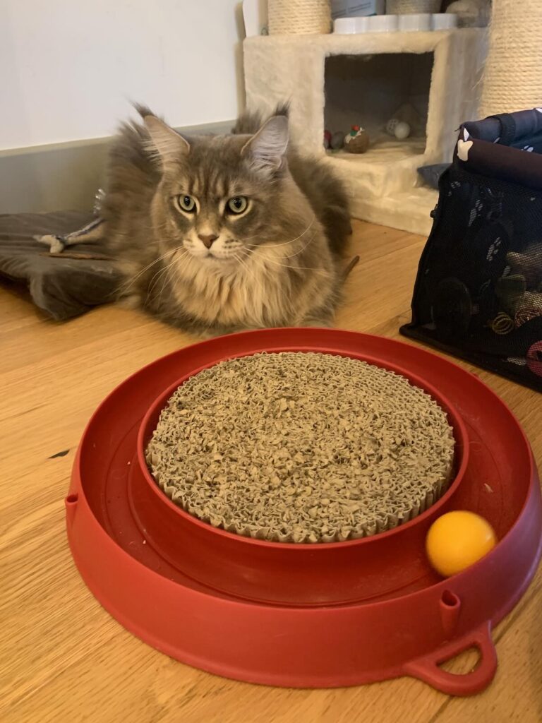 Maine Coon Eye Facts – Maine Coon Central