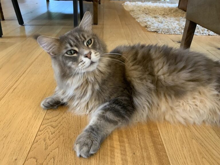 Barivel: The Longest Domestic Cat – Maine Coon Central