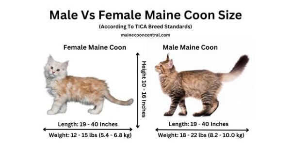 Maine Coon Growth Chart: How Big They Get (Month-By-Month From Kitten ...
