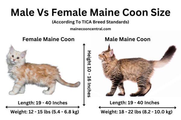 9 Ways Maine Coons Are Like Dogs – Maine Coon Central