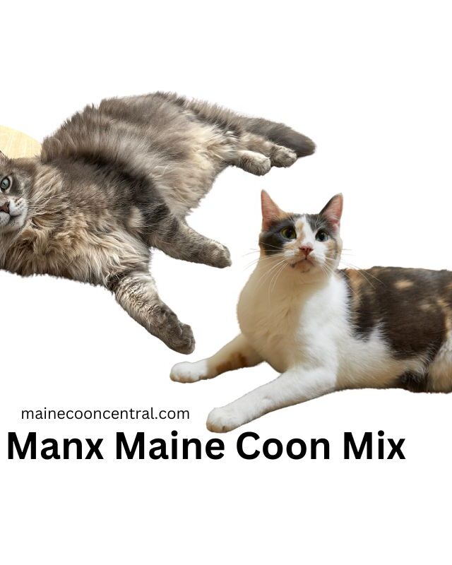 Maine Coon Cats - Maine Coon Central