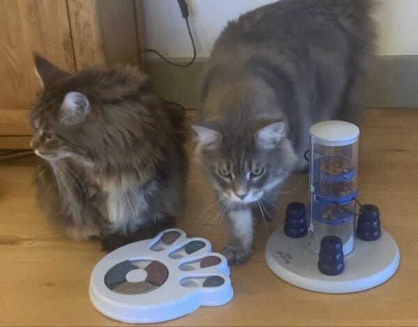 Barivel: The Longest Domestic Cat – Maine Coon Central