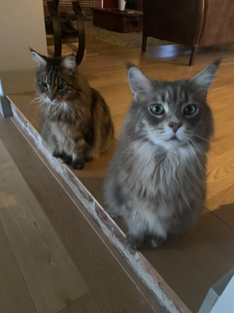 Maine Coon Bengal Mix: A Unique and Striking Hybrid Cat – Maine Coon ...