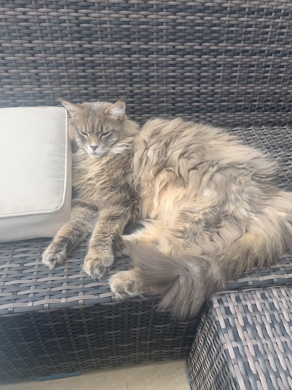 REAL Pros And Cons Of Maine Coon Cats (From A Multi-Maine-Coon ...