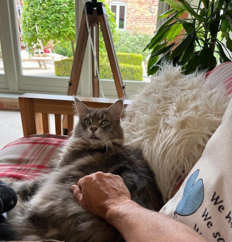 Why Maine Coons Look Like Actor Ron Perlman! – Maine Coon Central