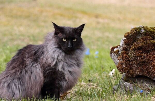 Why Maine Coons Look Like Actor Ron Perlman! – Maine Coon Central