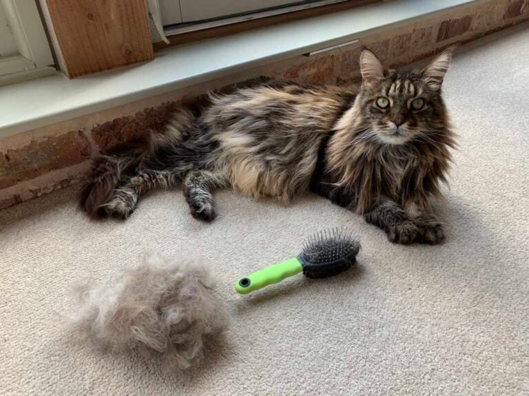 Barivel: The Longest Domestic Cat – Maine Coon Central