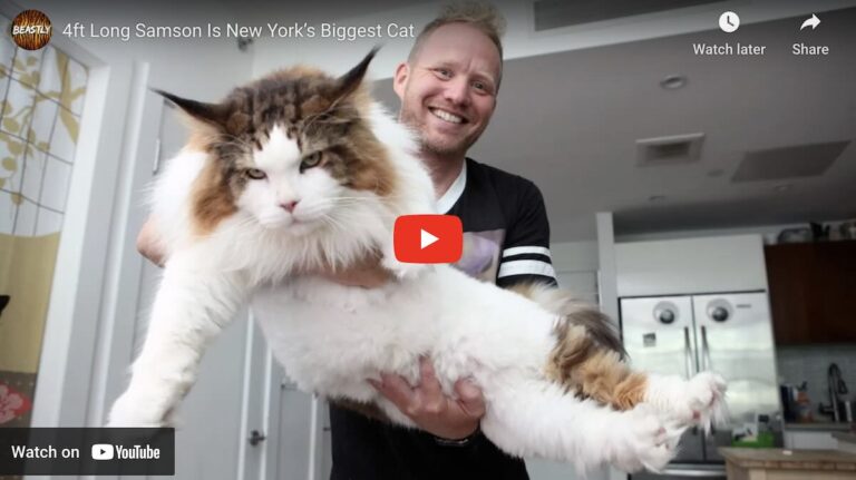 12 Biggest Maine Coon Cats In The World - Maine Coon Central