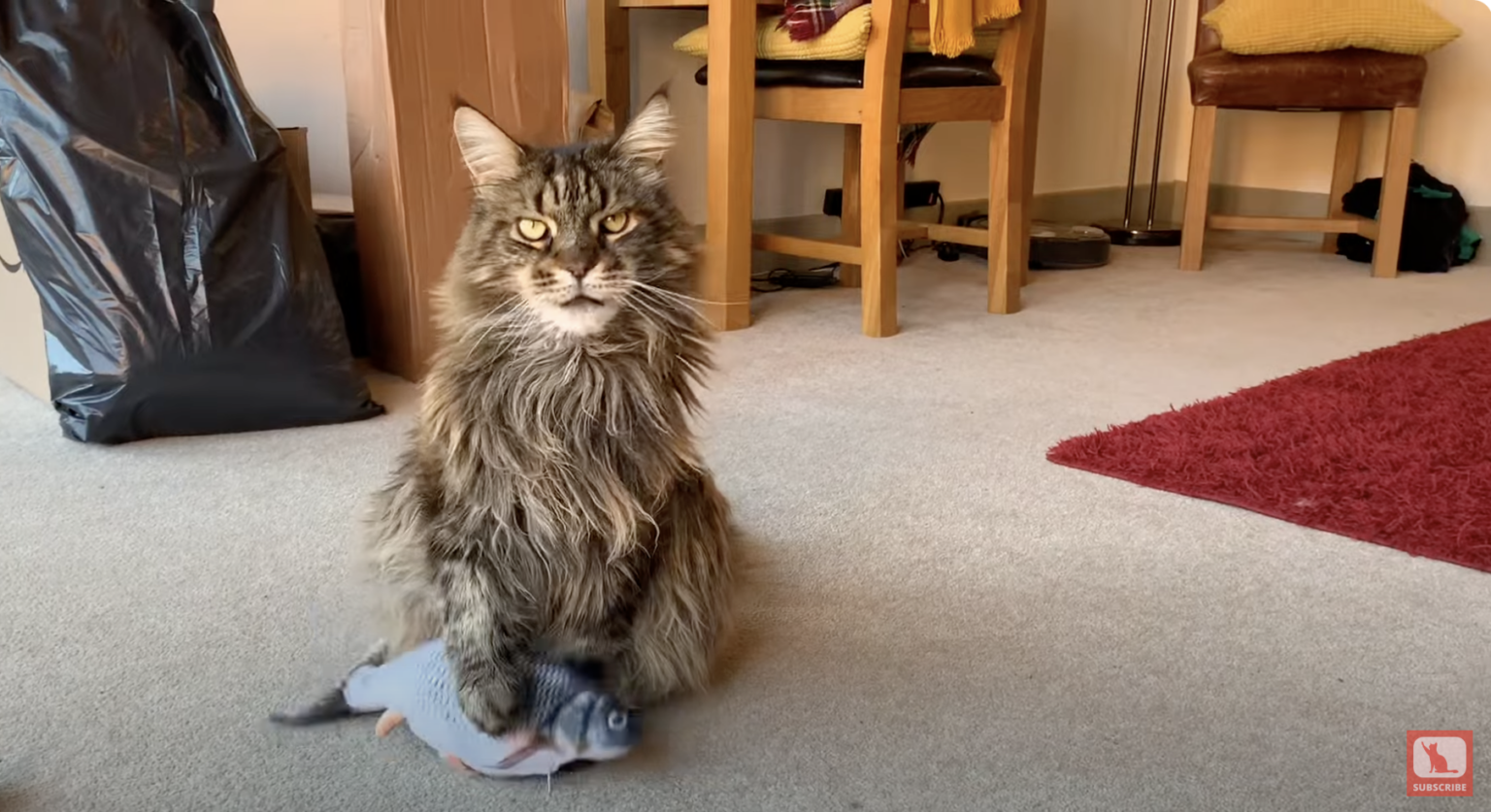 Barivel: The Longest Domestic Cat – Maine Coon Central