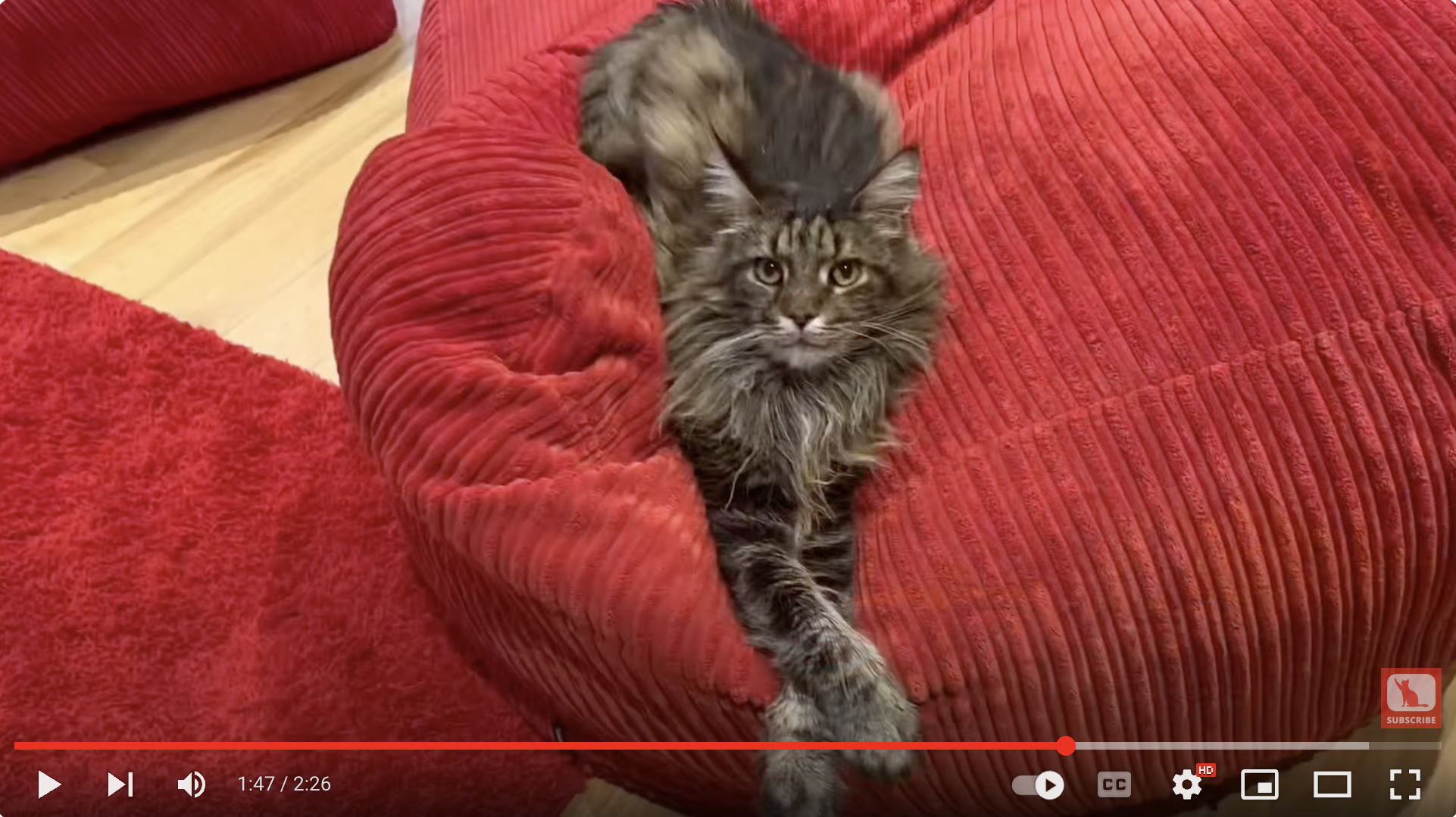 Maine Coon Lynx Mix – Maine Coon Central