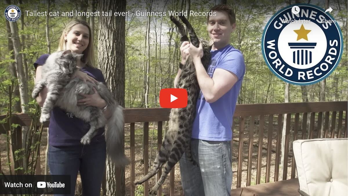12 Biggest Maine Coon Cats In The World - Maine Coon Central