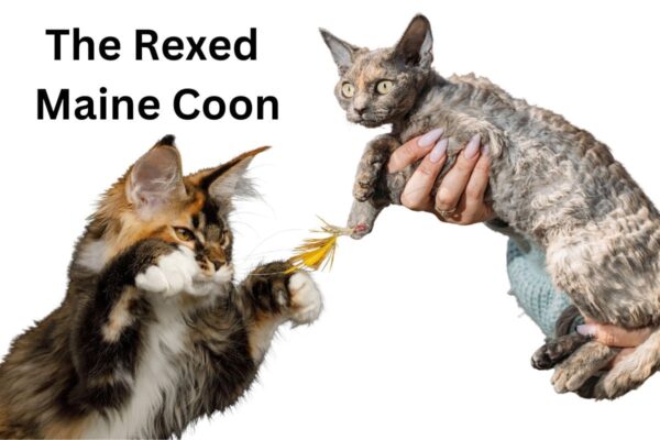 Rexed Maine Coon Facts – Maine Coon Central