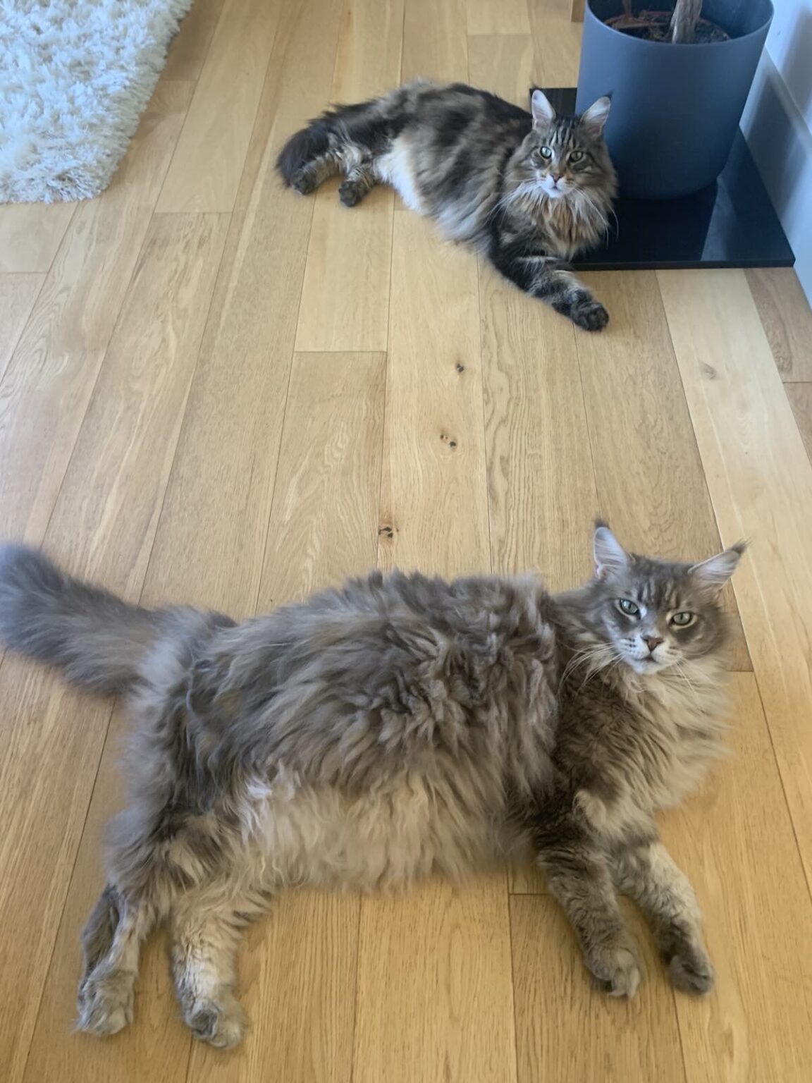 Maine Coon Vs Regular Cat Differences – Maine Coon Central