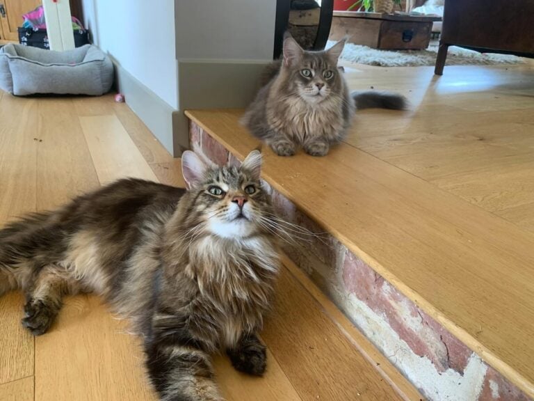 Why Maine Coons Look Like Actor Ron Perlman! – Maine Coon Central