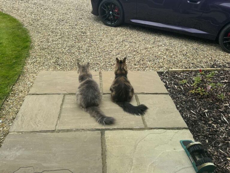 Why Maine Coons Look Like Actor Ron Perlman! – Maine Coon Central